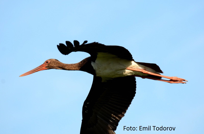Parcul National Ceahlau – Păsări